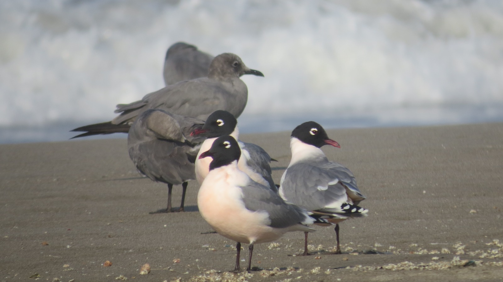 Las aves migratorias, los mejores turistas del Perú - CooperAcción